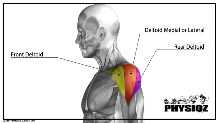 9 Best Compound Shoulder Exercises & 8 Isolation Exercises for Max Results